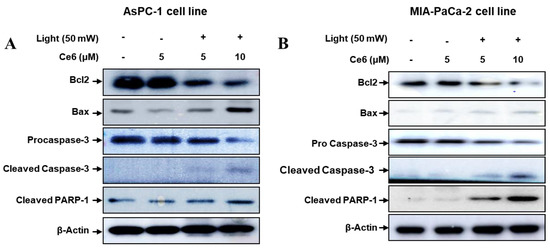 Effect of Photodynamic Therapy with Chlorin e6 on Canine Tumors