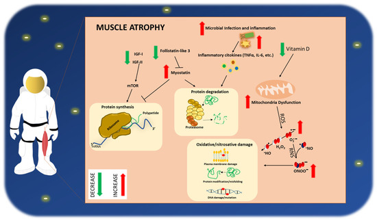 Life | Free Full-Text | Are Skeletal Muscle Changes during Prolonged Space Flights Similar to ...