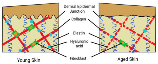 Aging and Wound Healing of the Skin: A Review of Clinical and ...