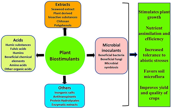 Microbial Inoculants as Plant Biostimulants: A Review on Risk Status