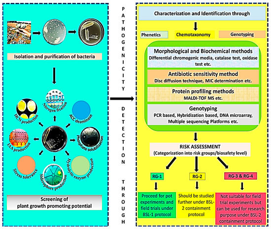 Microbial Inoculants as Plant Biostimulants: A Review on Risk Status