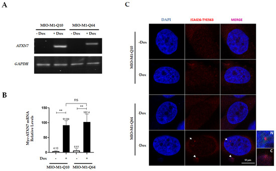 RNA Foci Formation in a Retinal Glial Model for Spinocerebellar Ataxia ...