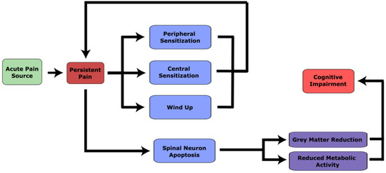 Mechanisms behind the Development of Chronic Low Back Pain and Its ...