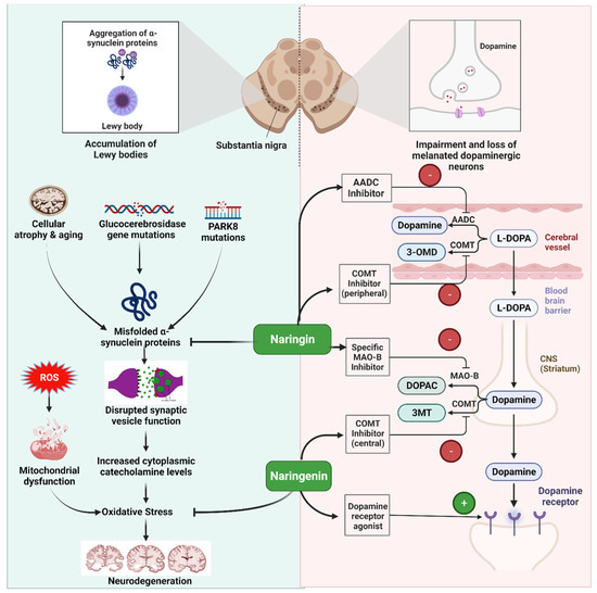 Naringin and Naringenin Polyphenols in Neurological Diseases ...