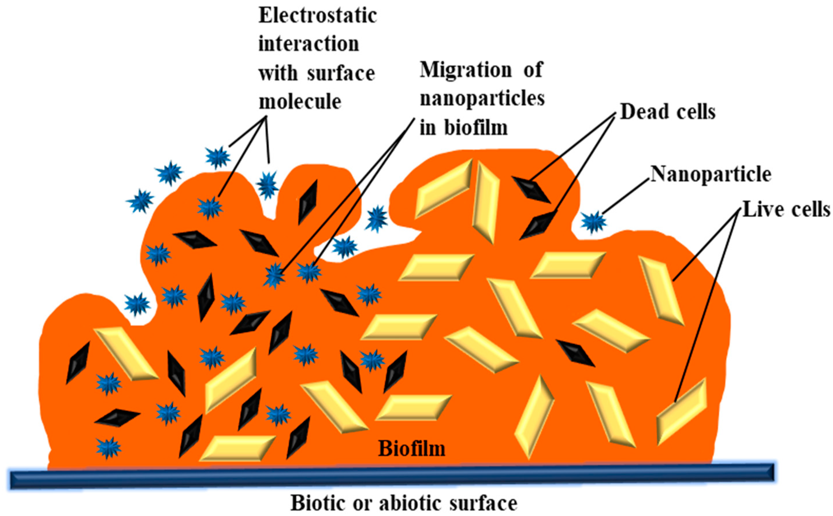 Life | Free Full-Text | Therapeutic Strategies against Biofilm Infections Life | Free Full-Text | Therapeutic Strategies against Biofilm Infections