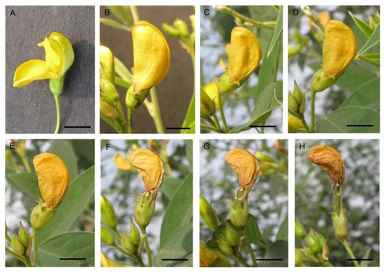 Intercropping with Pigeonpea (Cajanus cajan L. Millsp.): An Assessment ...