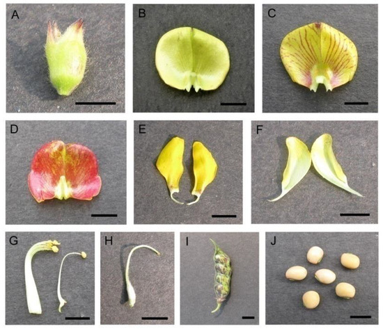 Intercropping with Pigeonpea (Cajanus cajan L. Millsp.): An Assessment ...