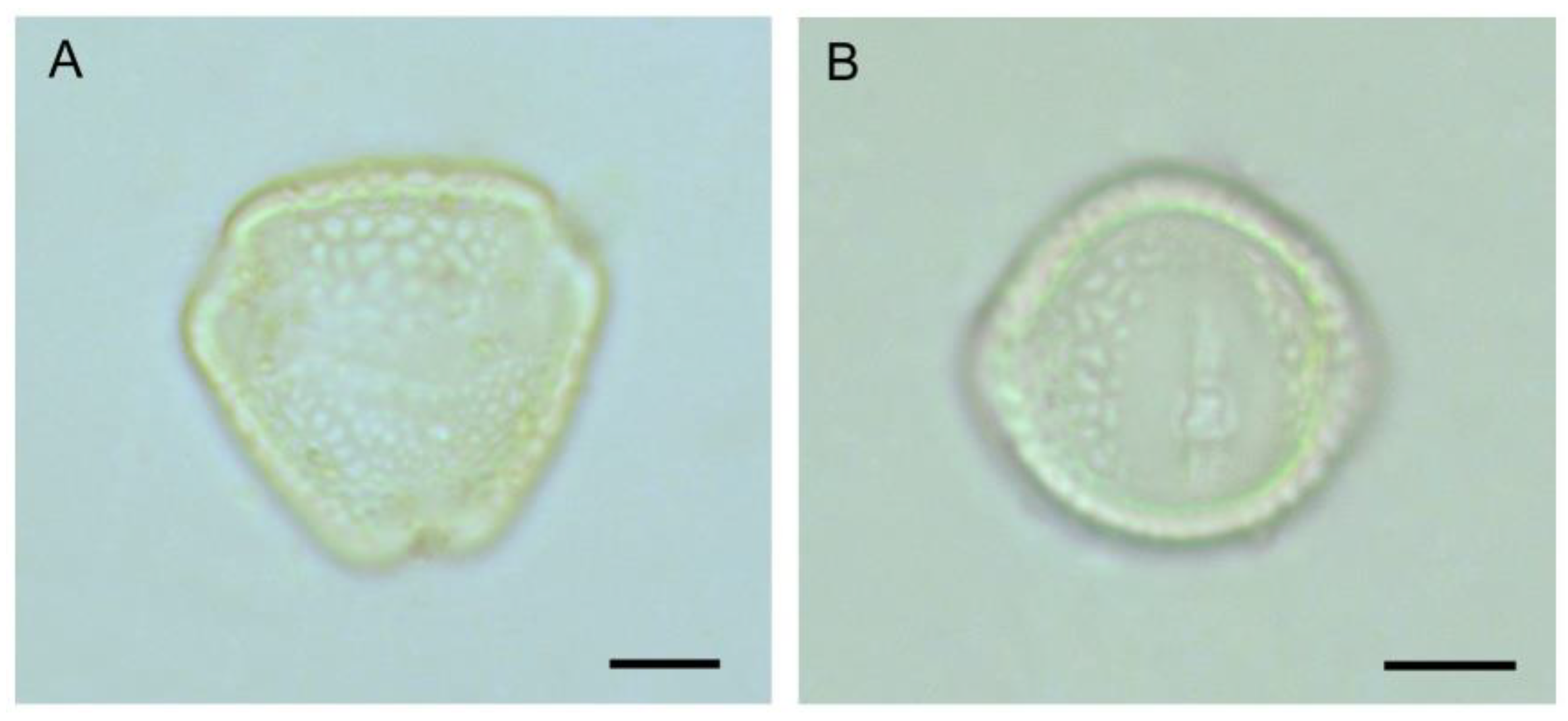 Intercropping with Pigeonpea (Cajanus cajan L. Millsp.): An Assessment ...