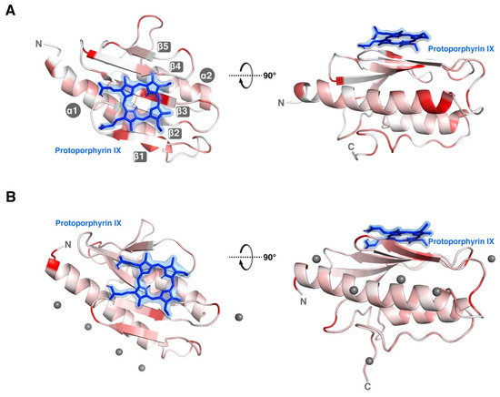 Protoporphyrin IX Binds to Iron(II)-Loaded and to Zinc-Loaded Human ...