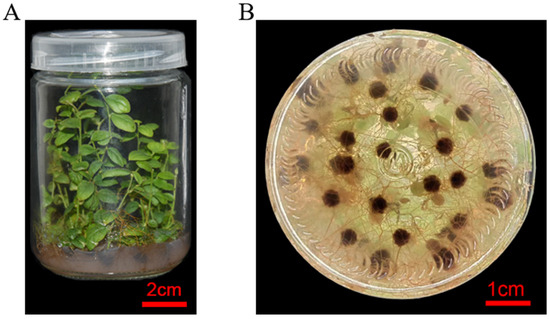 High Efficiency Regeneration System from Blueberry Leaves and Stems