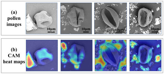 Weakly Supervised Collaborative Learning for Airborne Pollen Segmentation and Classification ...
