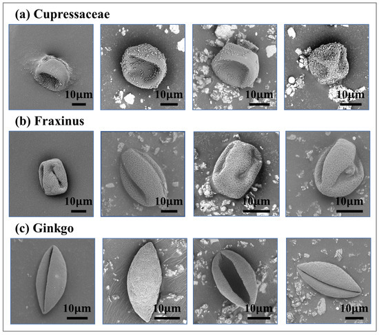 Weakly Supervised Collaborative Learning for Airborne Pollen Segmentation and Classification ...