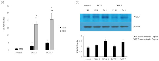 The Role of V-Set Ig Domain-Containing 4 in Chronic Kidney Disease Models