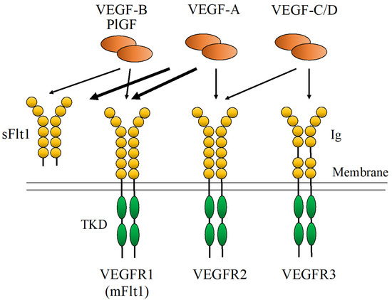 Vascular and Neuronal Network Formation Regulated by Growth Factors and Guidance Cues