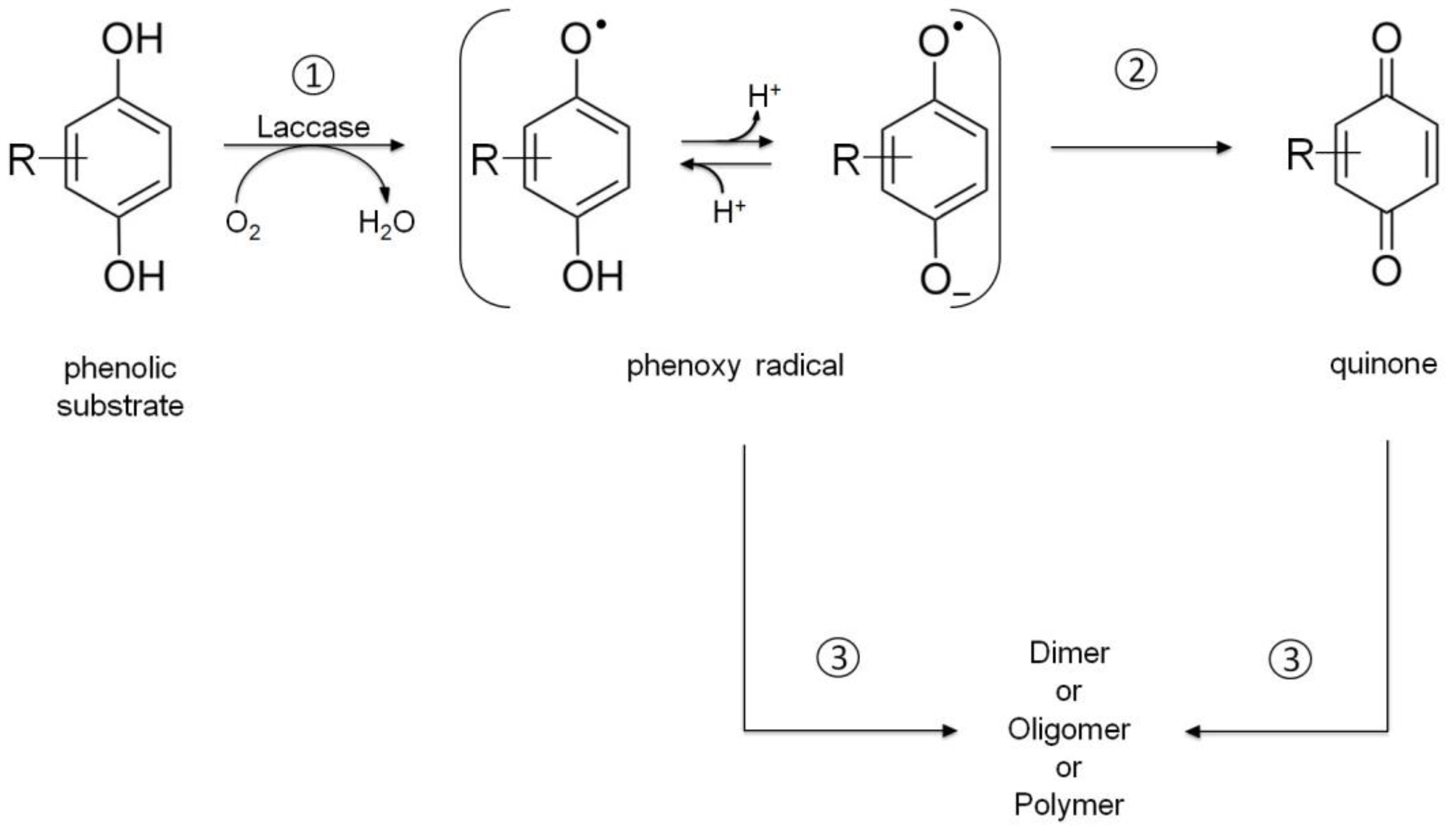 Life Free Full Text Biosensors Based On Phenol Oxidases Laccase