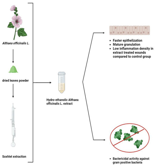 The Therapeutic Wound Healing Bioactivities of Various Medicinal Plants