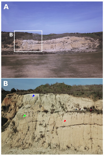 Polyplacophoran Feeding Traces on Mediterranean Pliocene Sirenian Bones ...