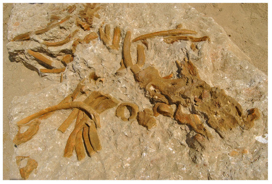 Polyplacophoran Feeding Traces on Mediterranean Pliocene Sirenian Bones ...