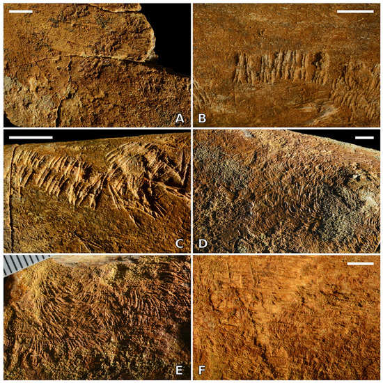 Polyplacophoran Feeding Traces on Mediterranean Pliocene Sirenian Bones ...