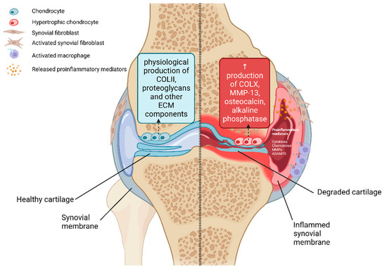 Synovial Membrane Knee
