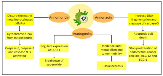 Annona muricata: Comprehensive Review on the Ethnomedicinal ...