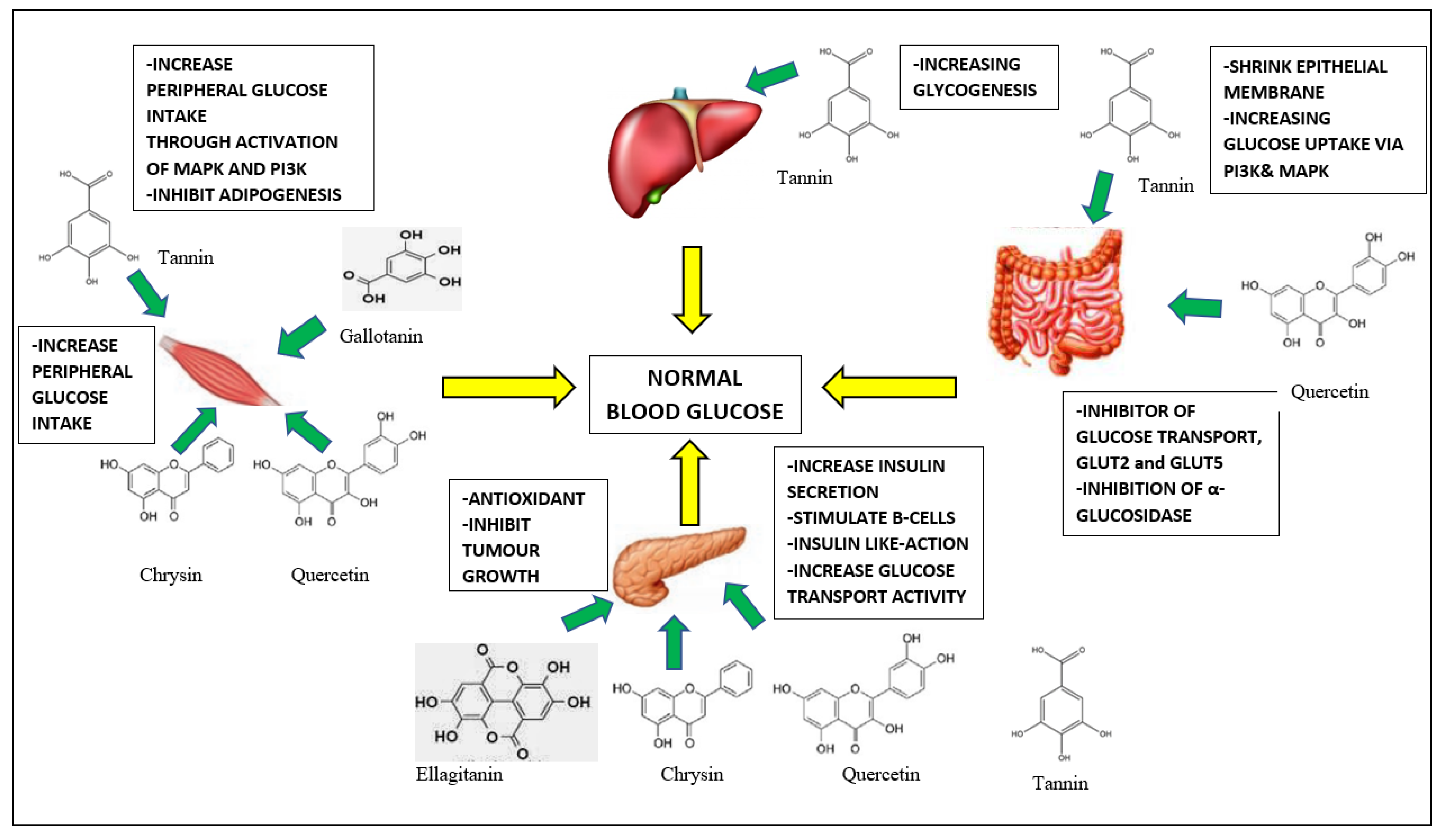 Annona muricata: Comprehensive Review on the Ethnomedicinal ...