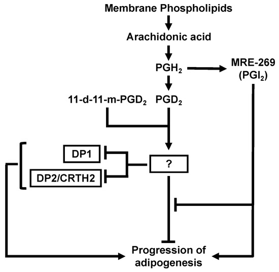 Life | Free Full-Text | Prostaglandin D2 Added during the ...