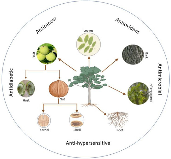 Pecan Tree Life Cycle