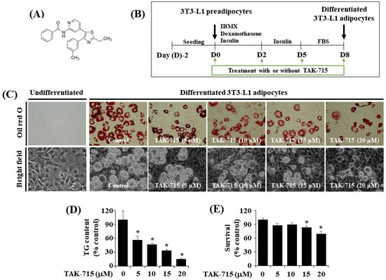 Suppression of Lipid Accumulation in the Differentiation of 3T3-L1 ...