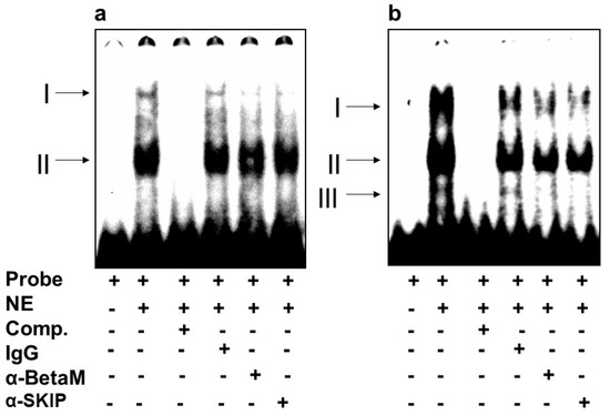 Eutherian-Specific Functions of BetaM Acquired through Atp1b4 Gene Co ...