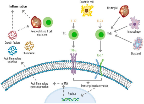 The Essential Role of IL-17 as the Pathogenetic Link between Psoriasis and Metabolic-Associated ...