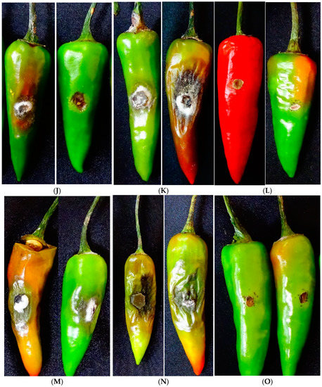 Life | Free Full-Text | Exploring the Potentiality of Native ...