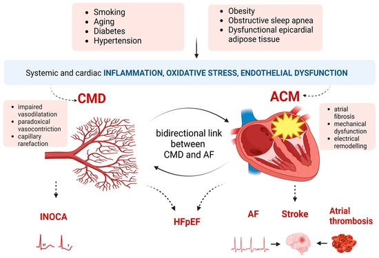 Ischemia with Nonobstructive Coronary Artery Disease and Atrial Cardiomyopathy—Two Sides of the ...