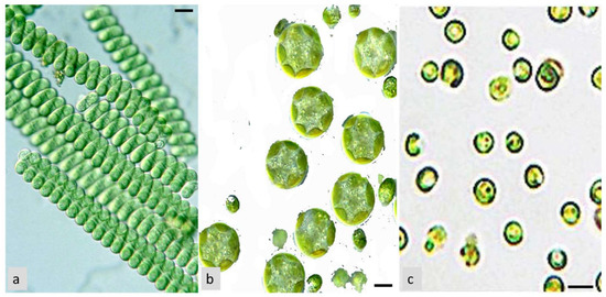 Antioxidant and Antidiabetic Activity of Algae