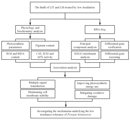 Investigating the Mechanisms Underlying the Low Irradiance-Tolerance of ...