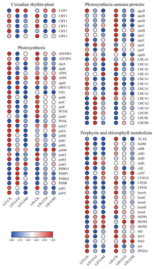 Investigating the Mechanisms Underlying the Low Irradiance-Tolerance of ...