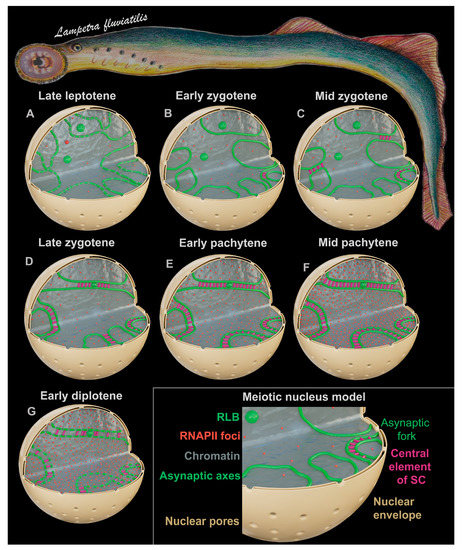 The First Analysis of Synaptonemal Complexes in Jawless Vertebrates ...