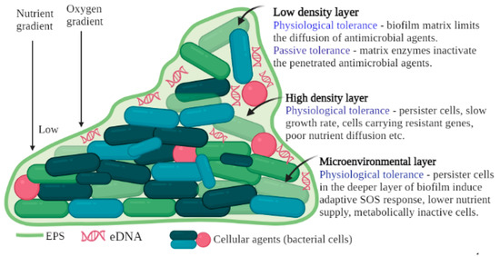 Beyond the Risk of Biofilms: An Up-and-Coming Battleground of Bacterial Life and Potential ...
