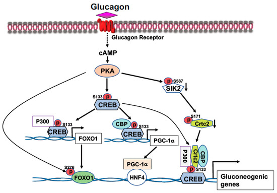 Regulation of Liver Glucose and Lipid Metabolism by Transcriptional ...
