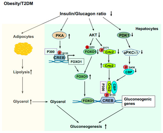 Regulation of Liver Glucose and Lipid Metabolism by Transcriptional ...
