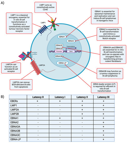 Epstein–Barr Virus and the Pathogenesis of Diffuse Large B-Cell Lymphoma