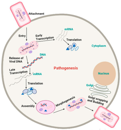Clinical Manifestation, Transmission, Pathogenesis, and Diagnosis of Monkeypox Virus: A ...