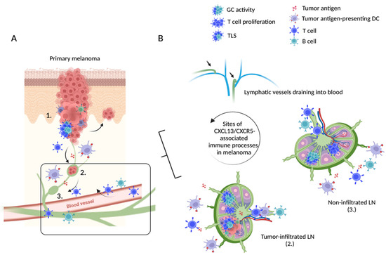 Revisiting the Role of the CXCL13/CXCR5-Associated Immune Axis in ...