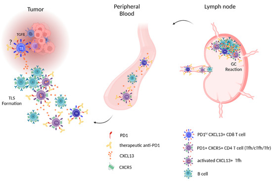 Revisiting the Role of the CXCL13/CXCR5-Associated Immune Axis in ...