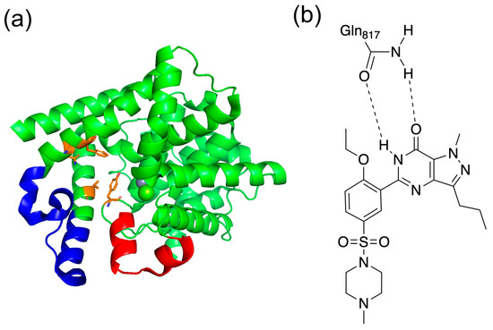 Molecular Dynamics Simulation of the Complex of PDE5 and Evodiamine