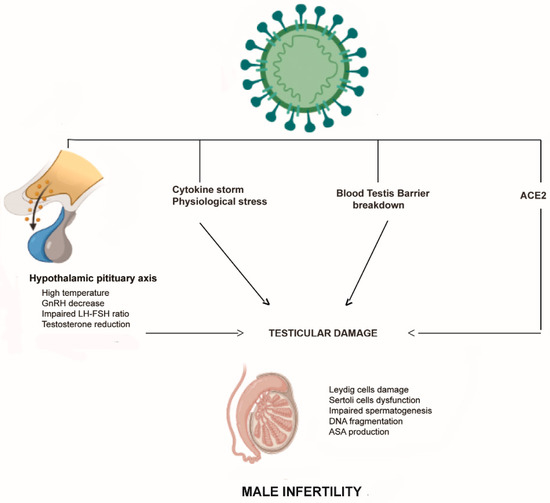 SARS-CoV-2 Infection and the Male Reproductive System: A Brief Review