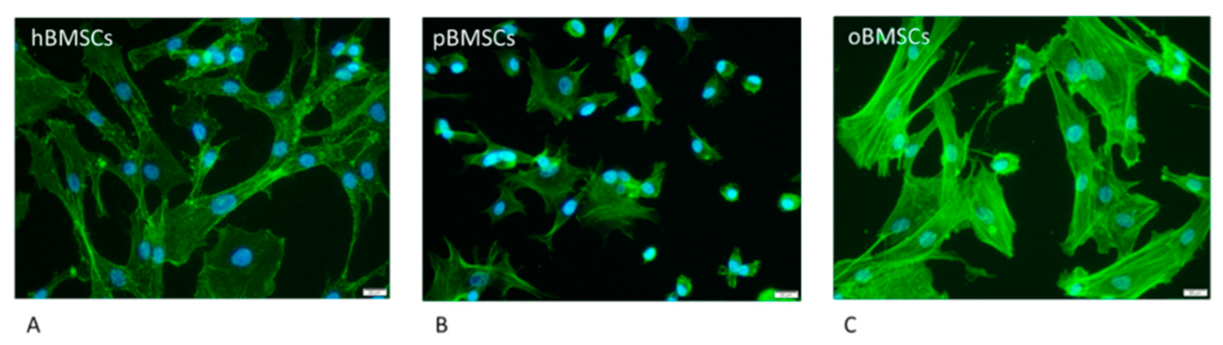Characterization of Human, Ovine and Porcine Mesenchymal Stem Cells ...