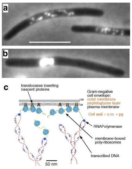 The Bacterial Nucleoid: From Electron Microscopy to Polymer Physics—A ...