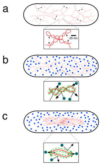 The Bacterial Nucleoid: From Electron Microscopy to Polymer Physics—A ...