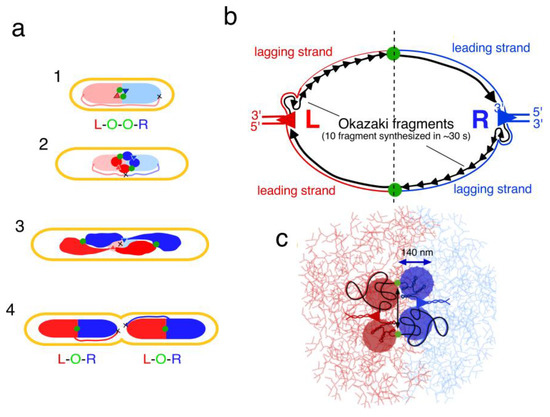 The Bacterial Nucleoid: From Electron Microscopy to Polymer Physics—A ...